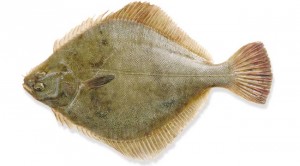 Flounder | Fish Species of New Zealand