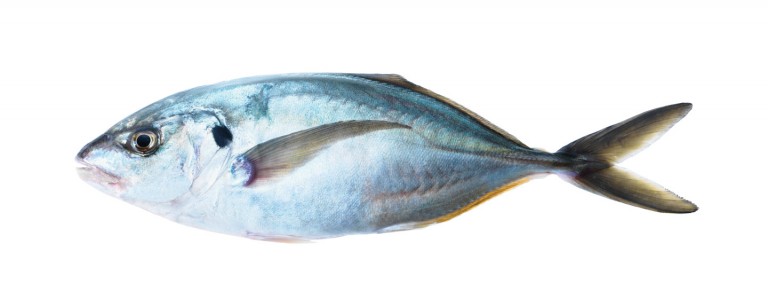 Fish Species of New Zealand | Visual Identification Guide