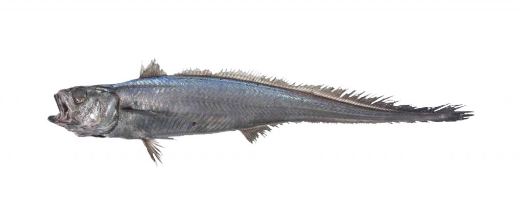 Fish Species of New Zealand | Visual Identification Guide