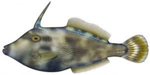 Fish Species of New Zealand | Visual Identification Guide