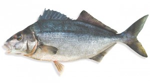 Fish Species of New Zealand | Visual Identification Guide