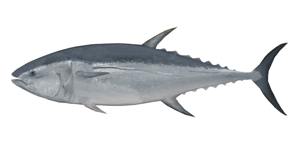 Pacific Bluefin Tuna | Fish Species of New Zealand