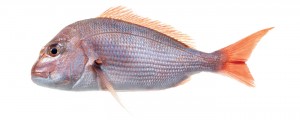Snapper | Fish Species of New Zealand