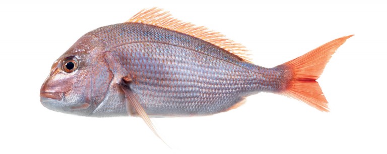 Snapper | Fish Species of New Zealand