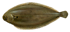 Sole | Fish Species of New Zealand
