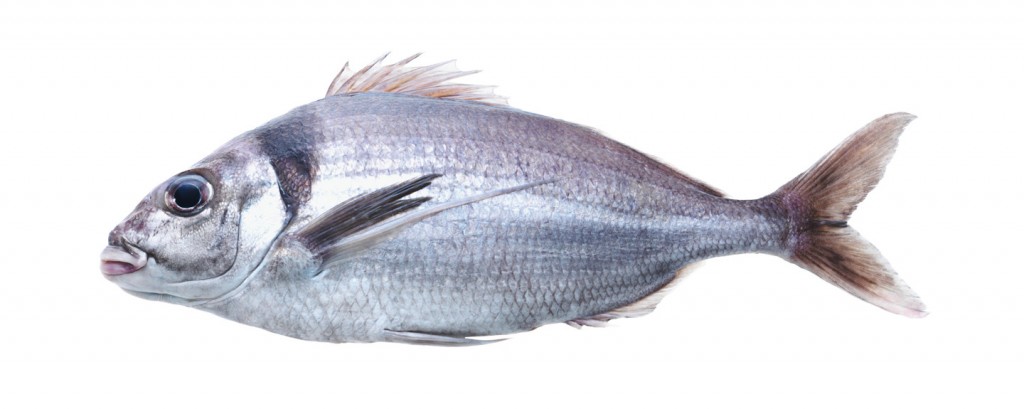 Fish Species of New Zealand | Visual Identification Guide