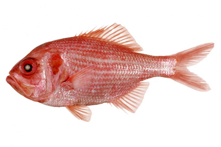Golden Snapper | Fish Species of New Zealand